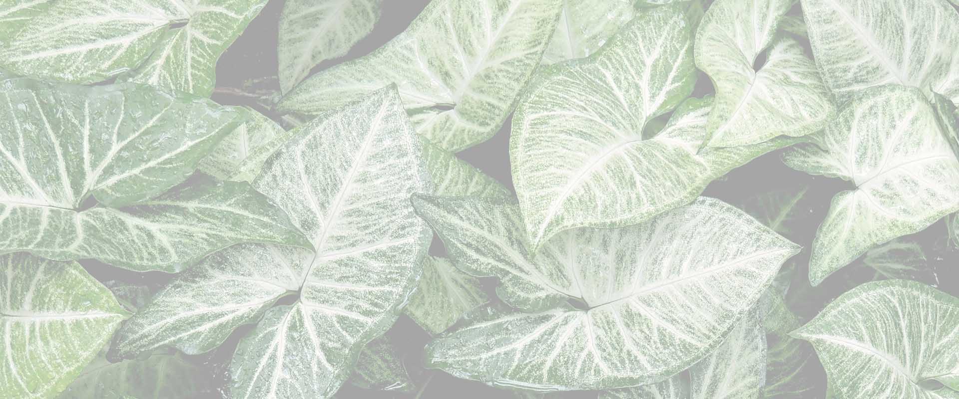 Proflora | Alt i blomster og planter - vi er din innovative grossist og ...