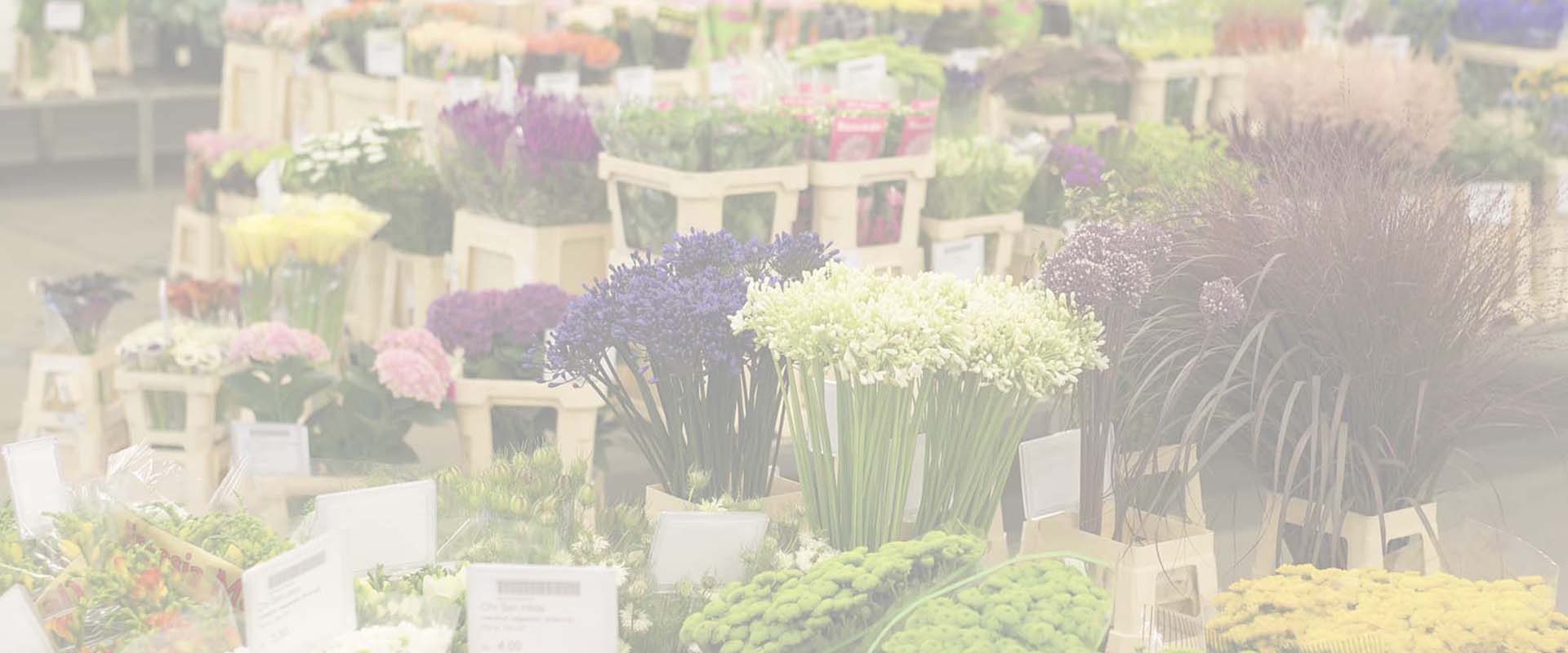 Proflora | Alt i blomster og planter - vi er din innovative grossist og ...