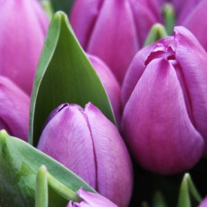 Kontakt os - ProFlora